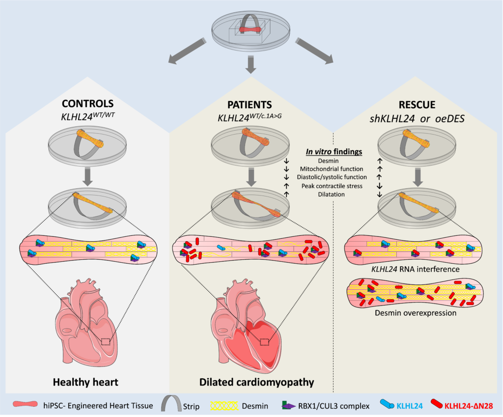 Publicatie: Gain-of-function mutation in ubiquitin-ligase KLHL24 causes desmin degradation and ...
