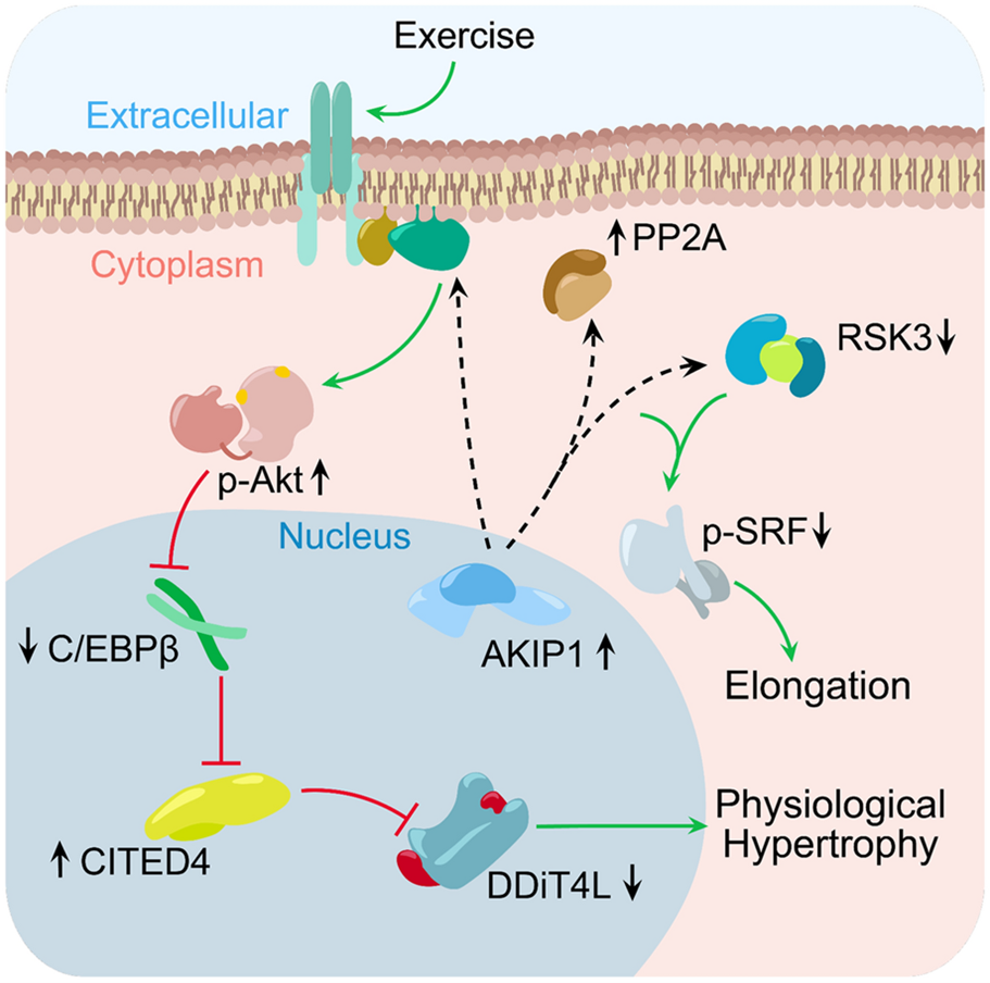 A Kinase Interacting Protein 1 (AKIP1) promotes cardiomyocyte ...