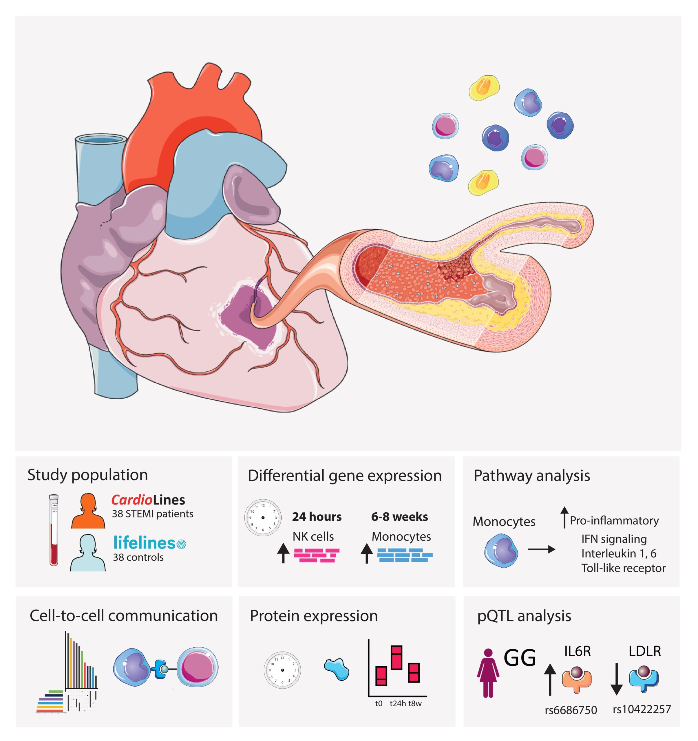 Preprint: Single-cell dissection of the immune response after acute ... Preprint: Single-cell dissection of the immune response after acute ...